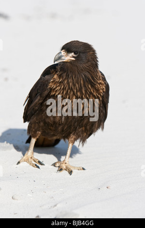 Striated Caracara (Phalcoboenus australis) or Johnny Rook, considered ...