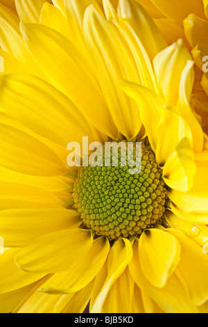 Beautiful yellow mums blossoms Stock Photo - Alamy