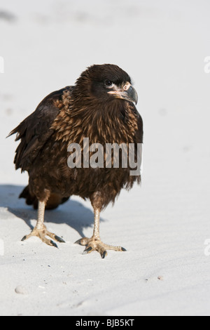 Striated Caracara (Phalcoboenus australis) or Johnny Rook, considered ...