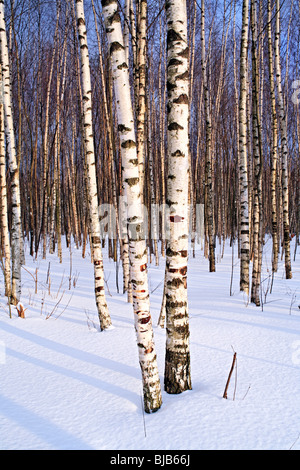 Snowy forest at sunny winter day Stock Photo - Alamy