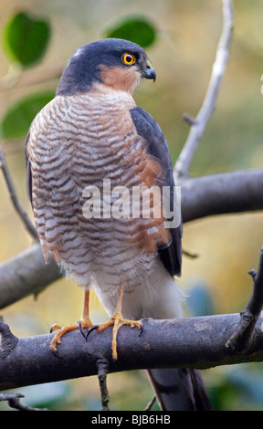 Male Eurasian sparrowhawk, Accipiter nisus, with a small bird of prey ...