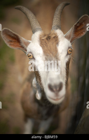 Goat Head close up Stock Photo - Alamy