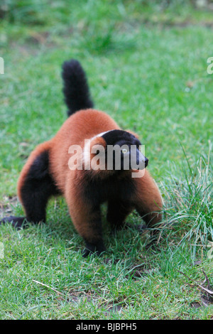 Lemur searching food Stock Photo - Alamy