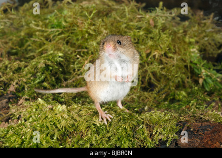 Harvest Mouse (micromys minutus) standing on the hind legs. Resting on ...