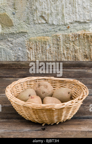 Foremost, first early crop seed potatoes in a cardboard egg tray Stock ...
