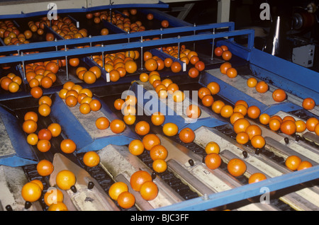 Oranges being washed sorted and graded after harvest in a packing house ...