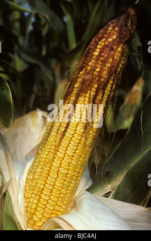 Ripe corn on the cob in cultivated field Stock Photo - Alamy