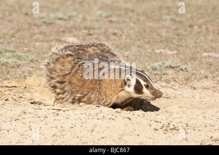 American badger, Taxidea taxus, grassland, North Dakota, USA Stock ...
