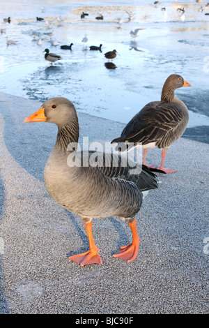 Lurgan Park, Lurgan, County Armagh, Northern Ireland, UK. 25 Mar 2025 ...