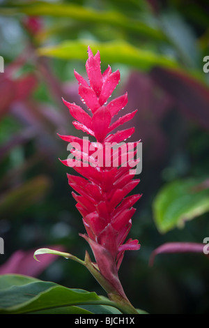 Red ginger, Flower, Hawaii Stock Photo - Alamy