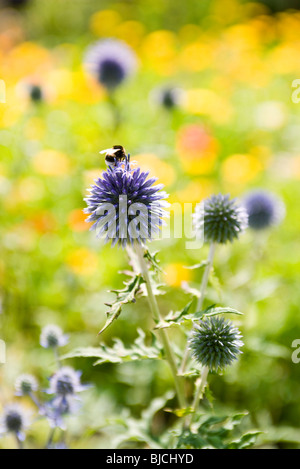 A selective focus shot of a bumblebee collecting pollen from pink ...