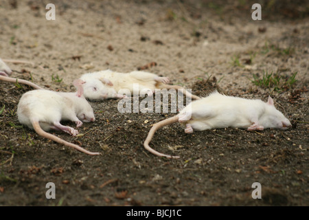 Group of dead white mice Stock Photo - Alamy