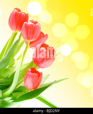 Tulip flower. Isolation on the white Stock Photo - Alamy