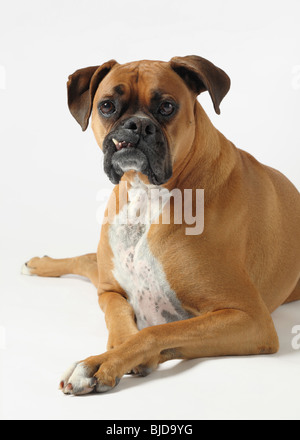 purebred boxer lying down on the back in front of a white background ...