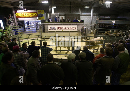 Cattle auction at the UK's first organic stock sale which was held at ...