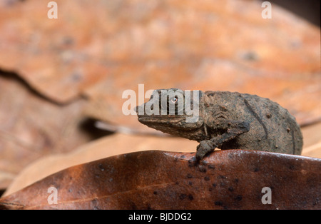 Pigmy leaf chameleon, Rhampholeon spectrum, Cameroon, West Africa Stock ...