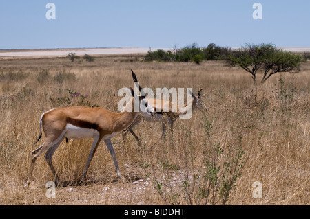 Springbok, male and female, Antidorcas marsupialis. Springer antelope ...