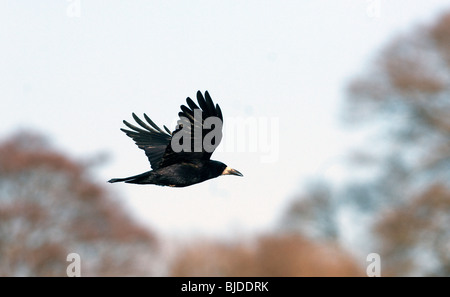 Adult Rook (Corvus frugilegus) flying low in Winter in West Sussex, UK ...