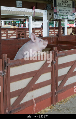 Middle White Pig Looking over Wall of Pigsty Stock Photo - Alamy