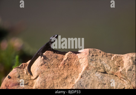 African girdle-tailed lizard, Cordylus polyzonus, South Africa Stock ...