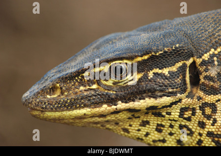The Argus monitor or Yellow-spotted monitor lizard (Varanus panoptes ...