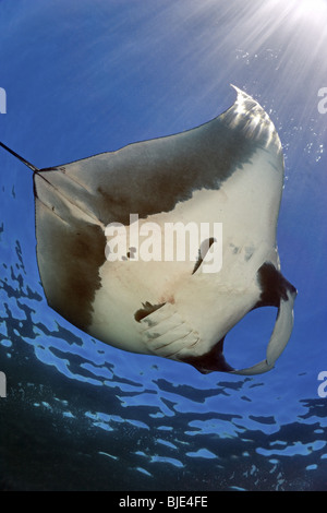 RAY, UNDERSIDE VIEW Stock Photo - Alamy
