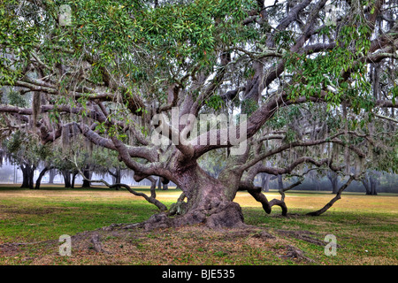 Live Oak Trees, quercus germinada, Starkey Wilderness Park, New Port ...