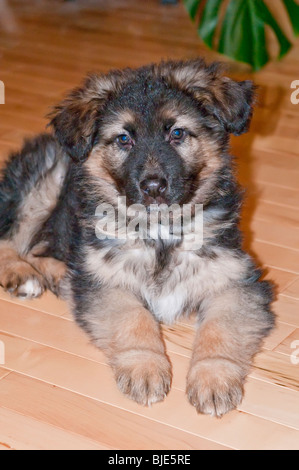 An eight weeks old German Shepherd puppy playing with a toy in green ...