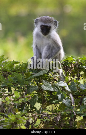Black-faced vervet monkey (Cercopithecus pygerythrus), one of the ...