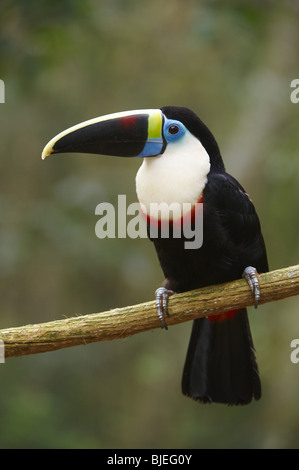 A selective focus shot of white-throated kingfisher (halcyon smyrnensis ...