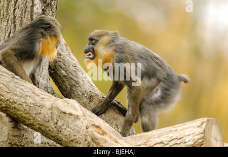 mandrill - standing / Mandrillus sphinx Stock Photo - Alamy