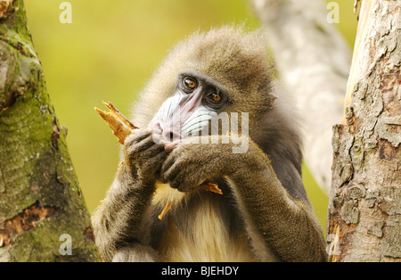 Mandrill (Mandrillus sphinx) eating, zoological garden of Augsburg ...