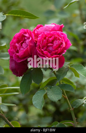 Rose, Rosa MORDEN RUBY Stock Photo - Alamy