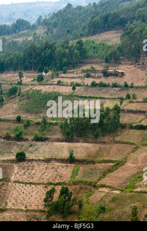 Farm terraces, Rwanda Stock Photo - Alamy