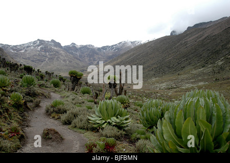 The Flora and Fauna of Mount Kenya, Eastern Kenya, Africa Stock Photo ...