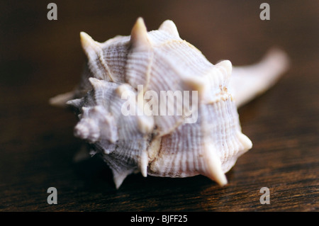 spiky sea shell Stock Photo - Alamy