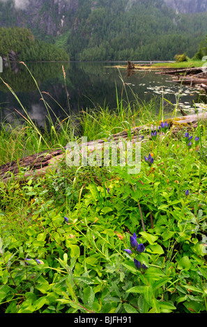 Ellerslie Lake, Great Bear Rainforest, near Bella Bella, midcoast of ...