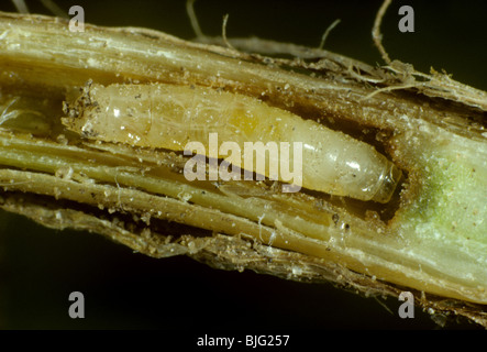 Wheat bulb fly (Delia coarctata) pest larva exposed in a wheat stem ...
