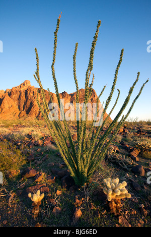 Kofa Mountains in Sonoran Desert, teddybear cholla in foreground, Palm ...