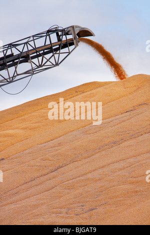 Large pile of harvested grain corn overflow at a grain elevator during ...