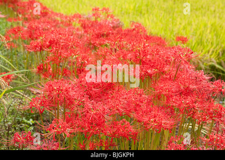 Red cluster amaryllis and a paddy field Stock Photo - Alamy