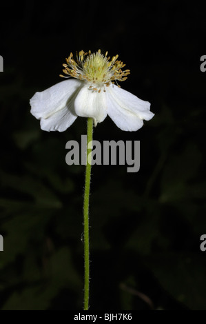 Anemone virginiana L Anemone virginiana L Stock Photo - Alamy