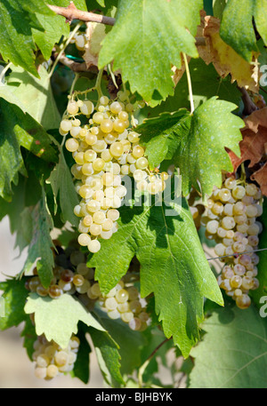 Vernaccia di San Gimignano Grape Stock Photo - Alamy