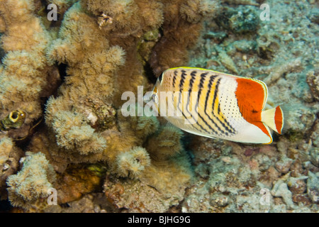 Erithrean Butterflyfish (Chaetodon paucifasciatus Stock Photo - Alamy