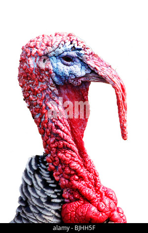 Profile of a Turkey Head Isolated on a White Background - Male Wild ...