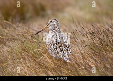 Magellanic Snipe (Gallinago paraguaiae magellanica) looking for food on ...