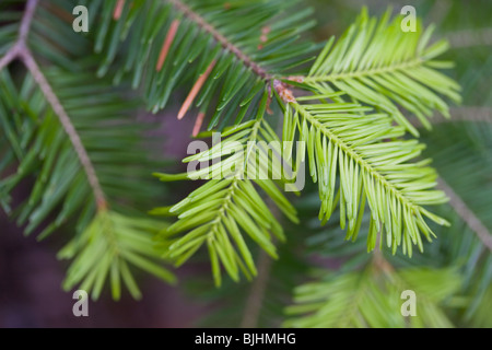 selective focus of pine branches with needles on blurred background ...