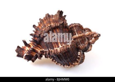 Sea conch isolated on white background Stock Photo - Alamy