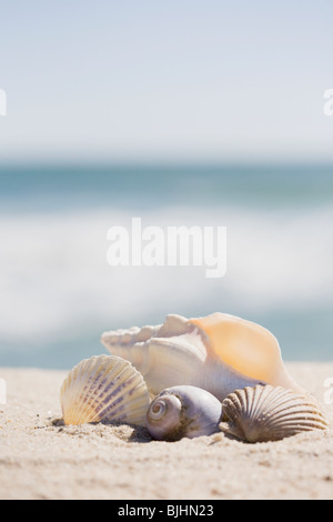 USA, Massachusetts, close up of shells in jar Stock Photo - Alamy