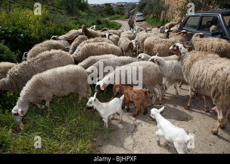 goats sheep farming farmer Gozo malta maltese farm Stock Photo - Alamy